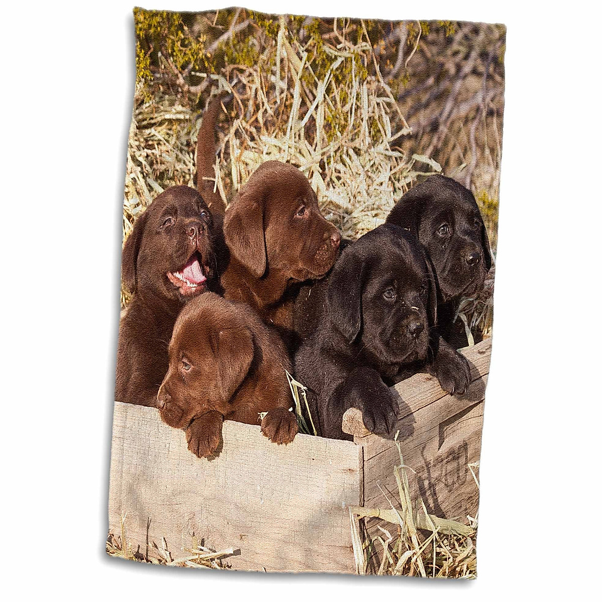 3D Rose Five Labrador Retriever Puppy Dogs-Na02 Zmu0160-Zandria Muench Beraldo Towel, 15" x 22"