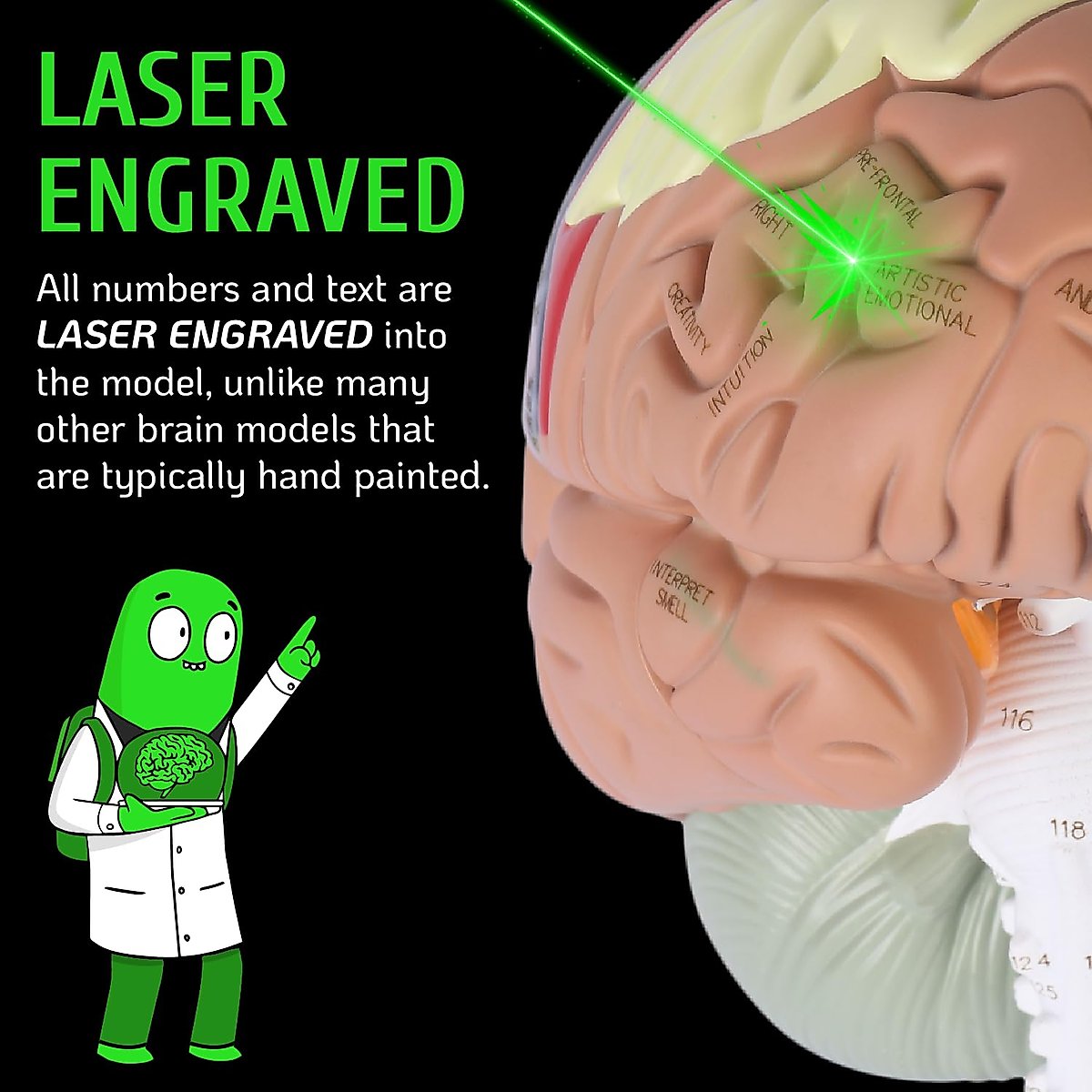 Geekidoc Human Brain Model with Laser-Engraved Numbers and Labeling | Includes Sturdy Metal Stand, Lightweight Carrying Case and Magnetic Dissections | 2x Life-size Human Brain Anatomy Model