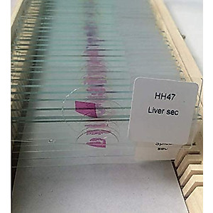 100pcs/set Teaching Microscope Human Histology Glass Prepared Slides