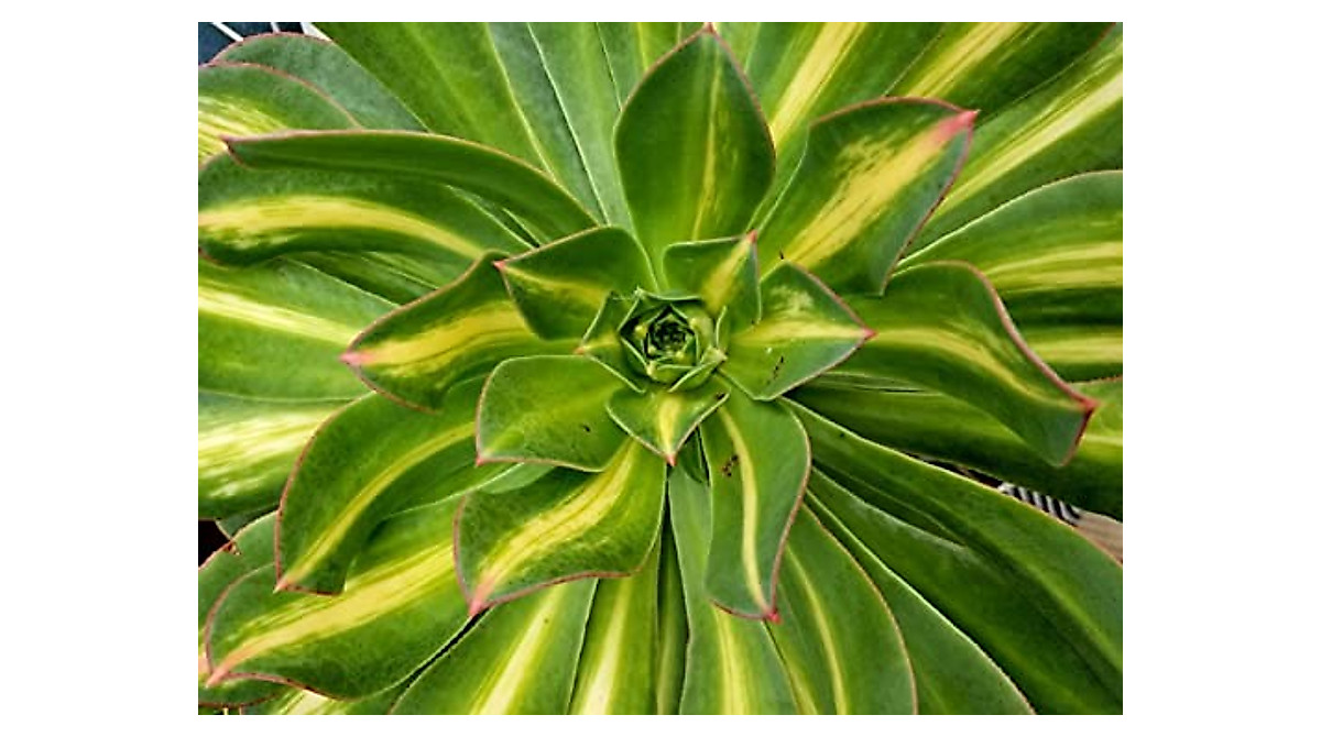 Fat Plants San Diego Premium Cacti & Succulent Soil | Optimal Drainage ...