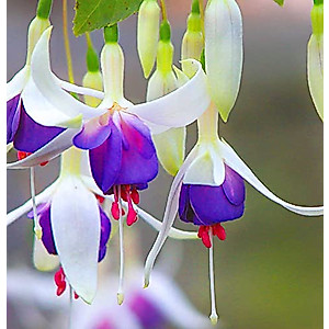 100 Pcs Purple Pink Fuchsia Flower Seeds Perennial Home Plant
