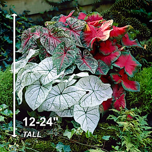 Garden State Bulb Mixed Caladium Bulbs, Bare Roots (Bag of 20)