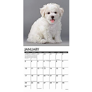 Just Bichon Frise Puppies 2021 Wall Calendar (Dog Breed Calendar)