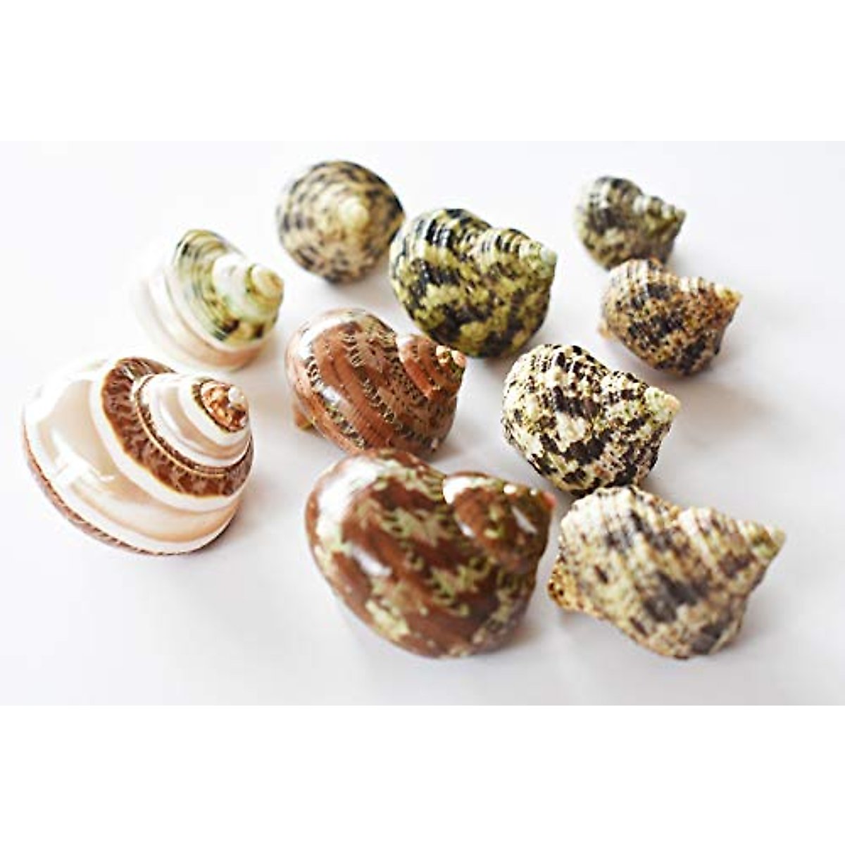 FSG - Select 10 Hermit Crab Shells Deluxe Turbo Changing Seashells Medium 1"-2" Size (Opening Size 1/2" - 1") Beautiful