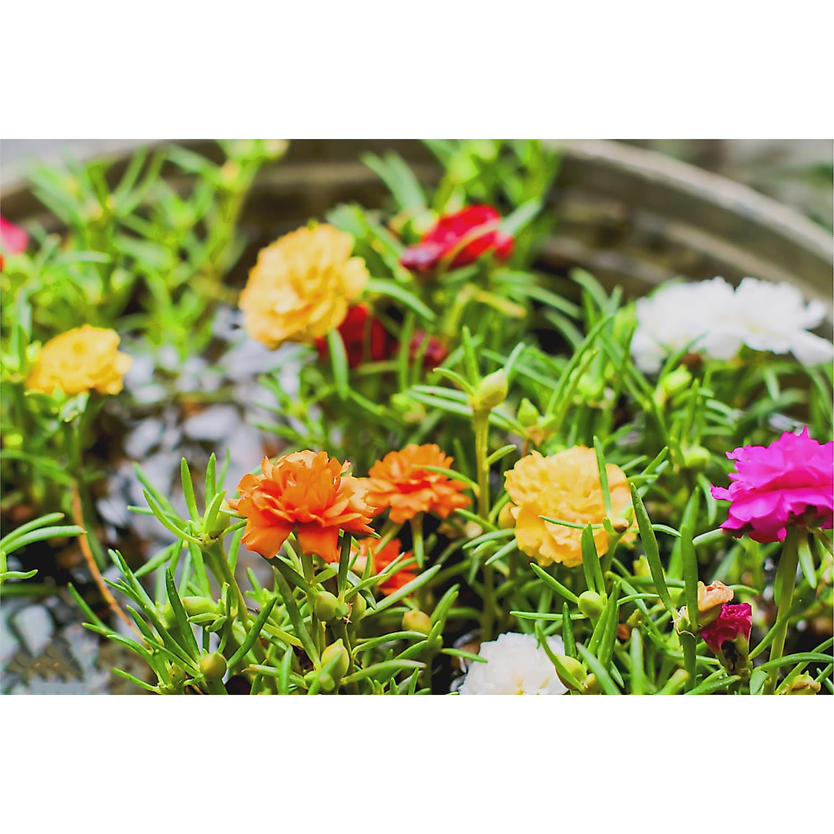 2000+ Moss Rose Seeds for Planting Outdoor Rare Purslane Seeds Succulent Ground Cover Plant Portulaca Oleracea Seeds