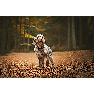 HAPPY PET VITAMINS LLC Hip and Joint Supplements - Joint Health Complex with Turmeric for Dogs - with MSM and Turmeric - Hip Support - Dog Turmeric Chews - 2 Bottles (120 Tablets)