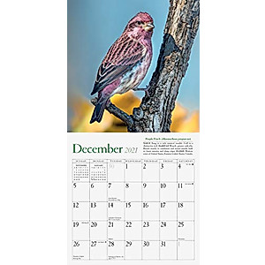 Audubon Songbirds Mini Wall Calendar 2021
