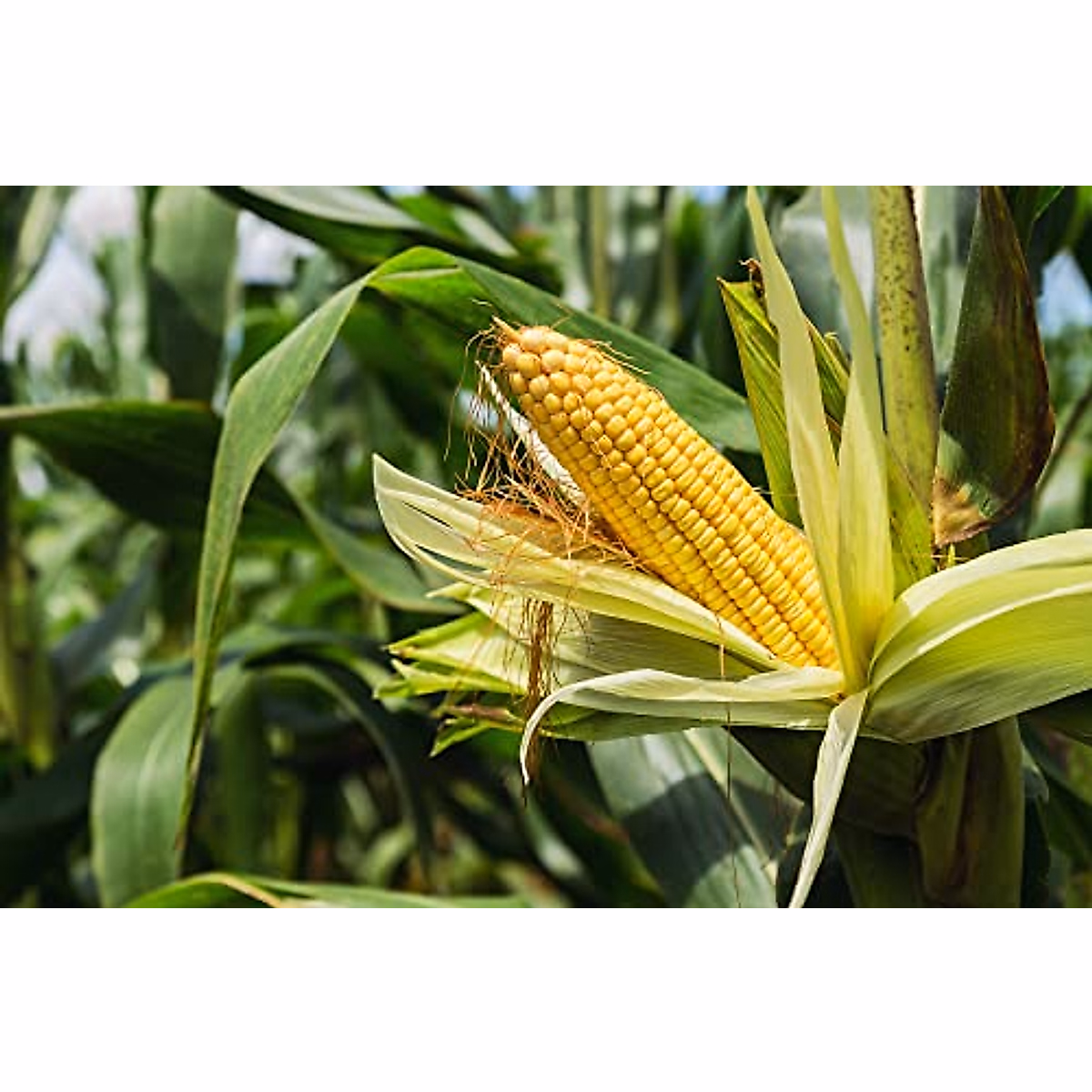 "Kandy Corn" Sweet Corn Seeds, 25 Heirloom Seeds Per Packet, (Isla's Garden Seeds), Non GMO Seeds, Botanical Name: Zea mays