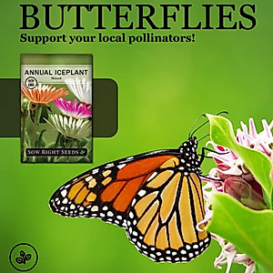 Sow Right Seeds - Ice Plant Flower Seeds for Planting, Beautiful Flowers to Plant in Your Garden; Non-GMO Heirloom Seeds; Wonderful Gardening Gifts (1)