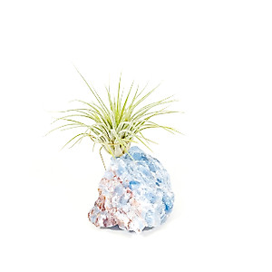 Blue Calcite Crystal Air Plant Holder Includes Healthy Air Plant and Gift Box