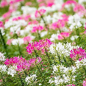 Outsidepride Cleome Garden Cut Flower Seed Mix - 1000 Seeds