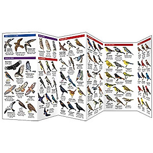 Arkansas Birds: A Folding Pocket Guide to Familiar Species (Nature Observation North America)