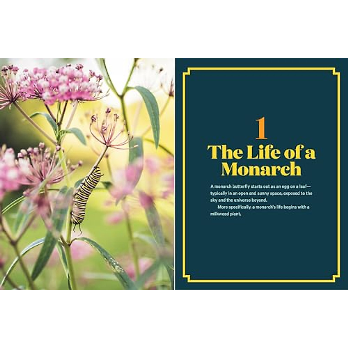 100 Plants to Feed the Monarch: Create a Healthy Habitat to Sustain North America's Most Beloved Butterfly