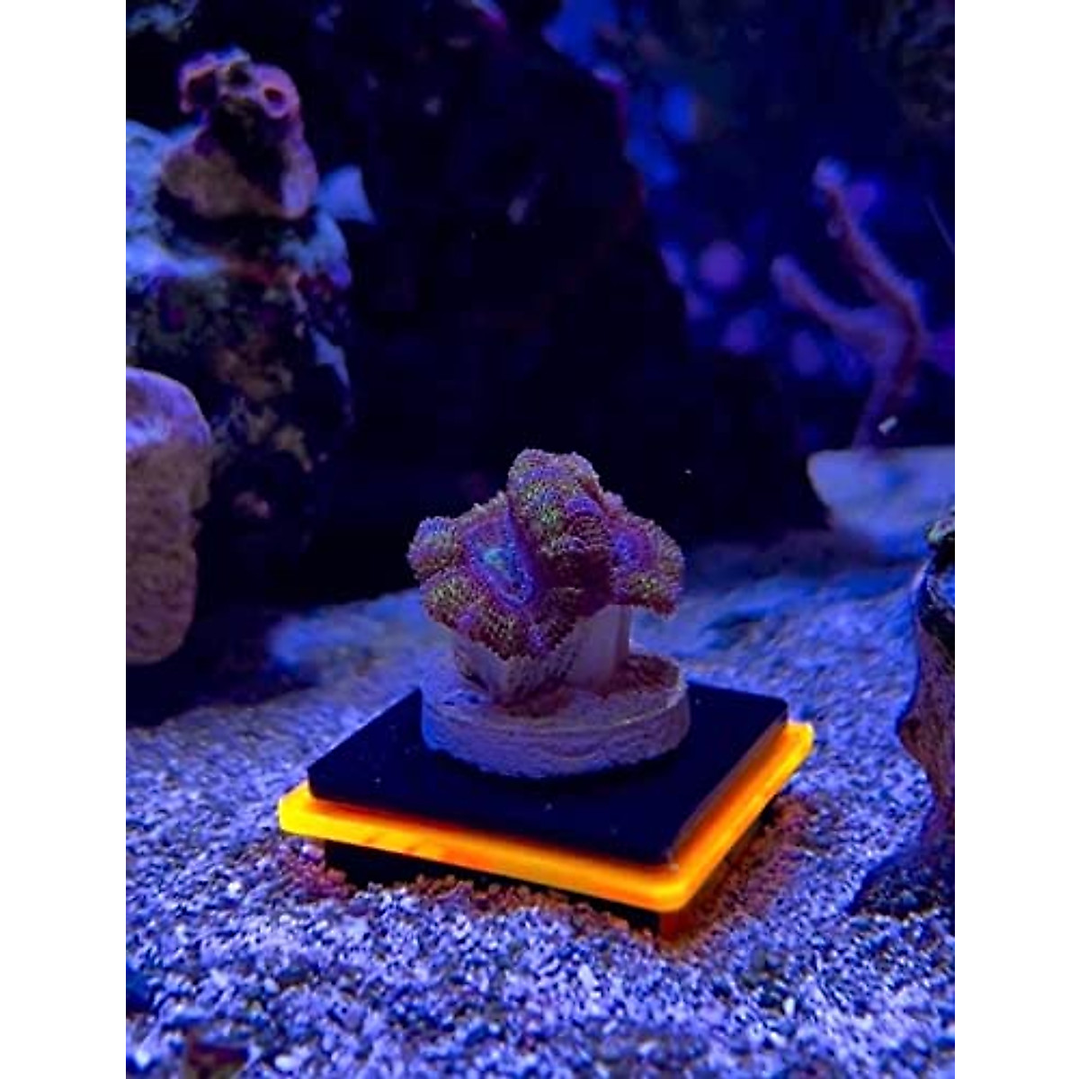 PNW Custom Orange Frag Pop Stand w/Frag Lock | Acrylic 1 Hole Frag Rack Plugs Reef Fragging Coral Holder for Aquarium (Single)