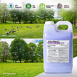 Avian Migrate Goose Deterrent, Bird Repellent Concentrate, Geese Repellent, Non-Toxic, Made in The USA, Removes Geese from Beaches, Yards, Ponds, Parks and Ground (1/2 Gallon)