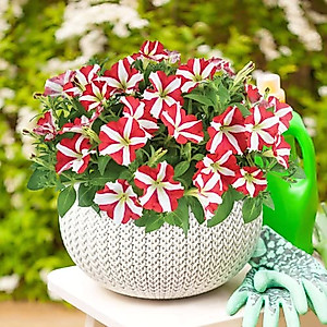 CHUXAY GARDEN 50 Seeds Red and White Star Petunia Seeds,Petunia Integrifolia,Violetflower Petunia, Petunia Violacea Rare Color Flowers Grows in Garden and pots High Germination Rate