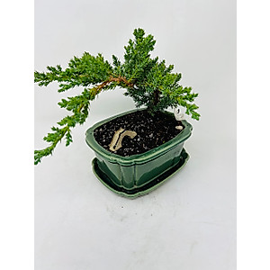 Juniper Bonsai Tree in Green Ceramic Tray Planter/Live Plant/Peaceful Airplants