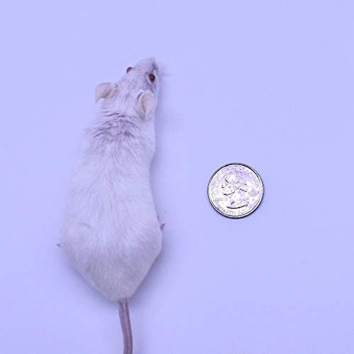 MiceDirect Frozen Large Adult Feeder Mice Food for Adult Ball Pythons Juvenile Red Tale Boa Monitors Lizards (75 Count)