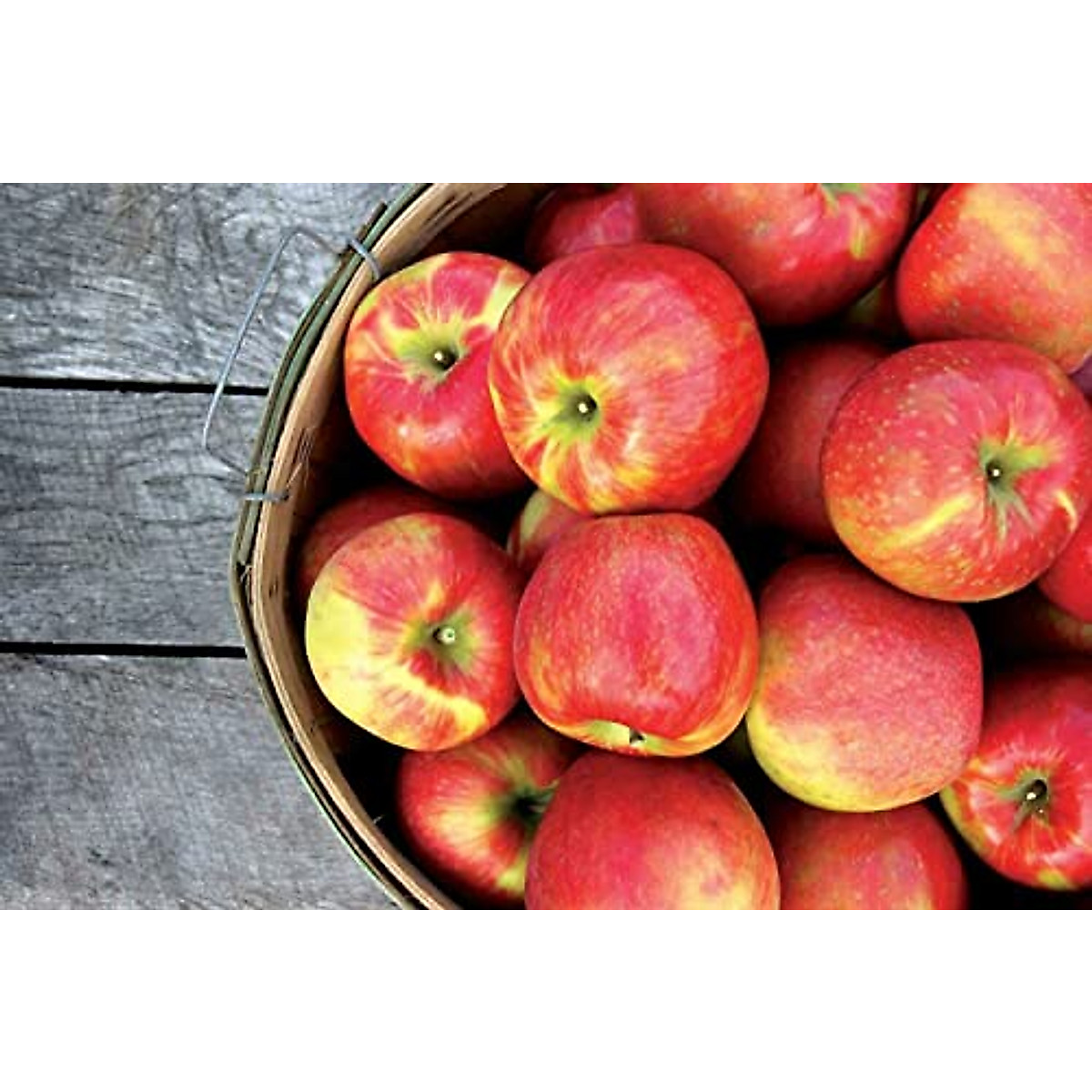 5 Honeycrisp Apple Seeds Fruit Tree for Your Garden Planting Outdoors, Tropical Fruit Sweet Heirloom Seeds Vine