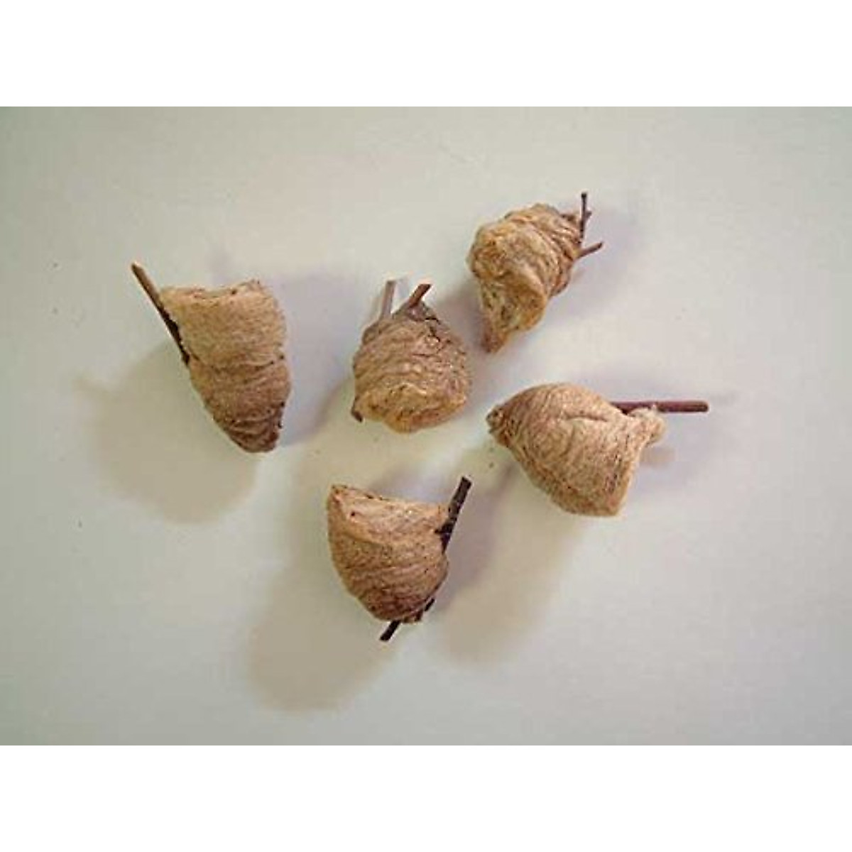 Praying Mantis (5) Egg Cases with Habitat Cup- 5 Egg Cases & 1,500 Live Ladybugs