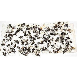 70 pk All Insect/Fly Traps/Sticky Strips/Glue Boards. Trap Flies, Bees, Wasps, Asian Beetles, etc.