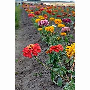 "California Giant Mix" Zinnia Seeds for Planting, 200+ Flower Seeds Per Packet, (Isla's Garden Seeds), Non GMO & Heirloom Seeds, Botanical Name: Zinnia elegans, Great Home Garden Gift