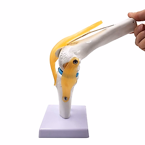 Knee Joint Simulation Model - Human 1:1 Size Medical Anatomy Flexible Knee Skeleton Teaching Mold for Science Classroom Study Display
