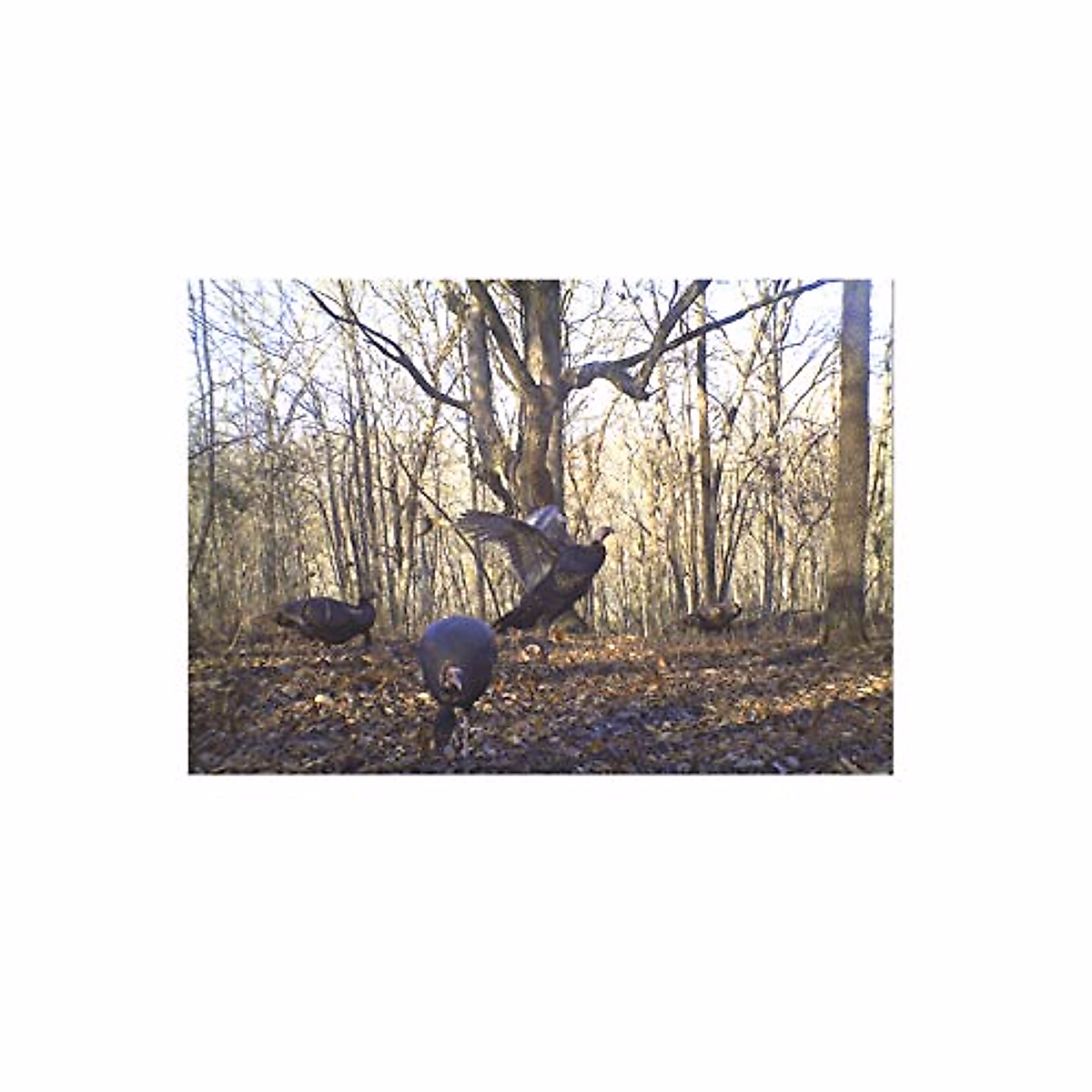 Bearded Hen - Wild Turkey Scratch Feed Supplement - All Natural Vitamin Fortified w/ Oyster Shell Calcium - Game Bird Attractant (3 Pounds)