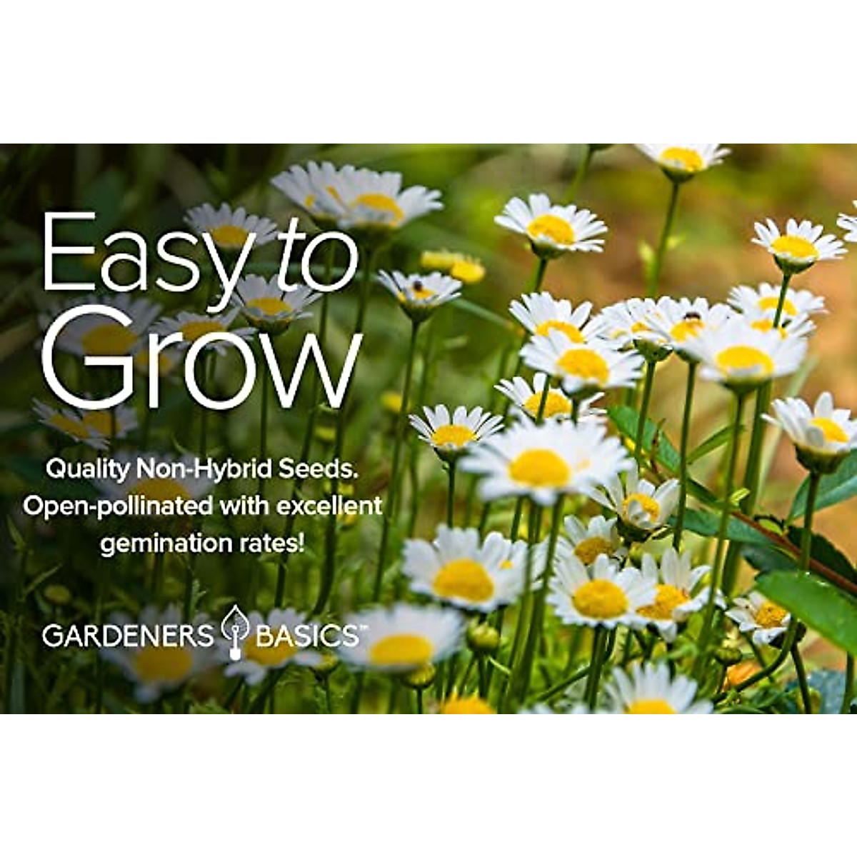 Perennial Flower Seeds for Planting Outdoors (5 Variety Pack) Lupine, Columbine, Echinacea Purple Coneflower, Black Eyed Susan, Shasta Daisy for Pollinators Wildflower Seed by Gardeners Basics