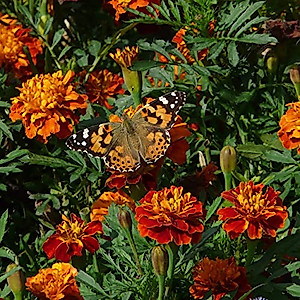 The Old Farmer's Almanac Marigold Seeds (Petite Mixture) - Approx 200 Flower Seeds - Premium Non-GMO, Open Pollinated, USA Origin