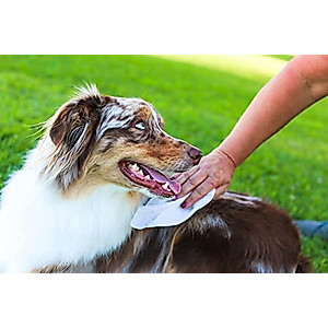 earthbath, Oatmeal & Aloe Grooming Wipes – Dog Wipes for Paws and Butt, Best Pet Wipes for Dogs & Cats, Helps Relieve Itchy & Dry Skin, Made in USA, Cruelty-Free – Vanilla & Almond 100 Count (1 Pack)