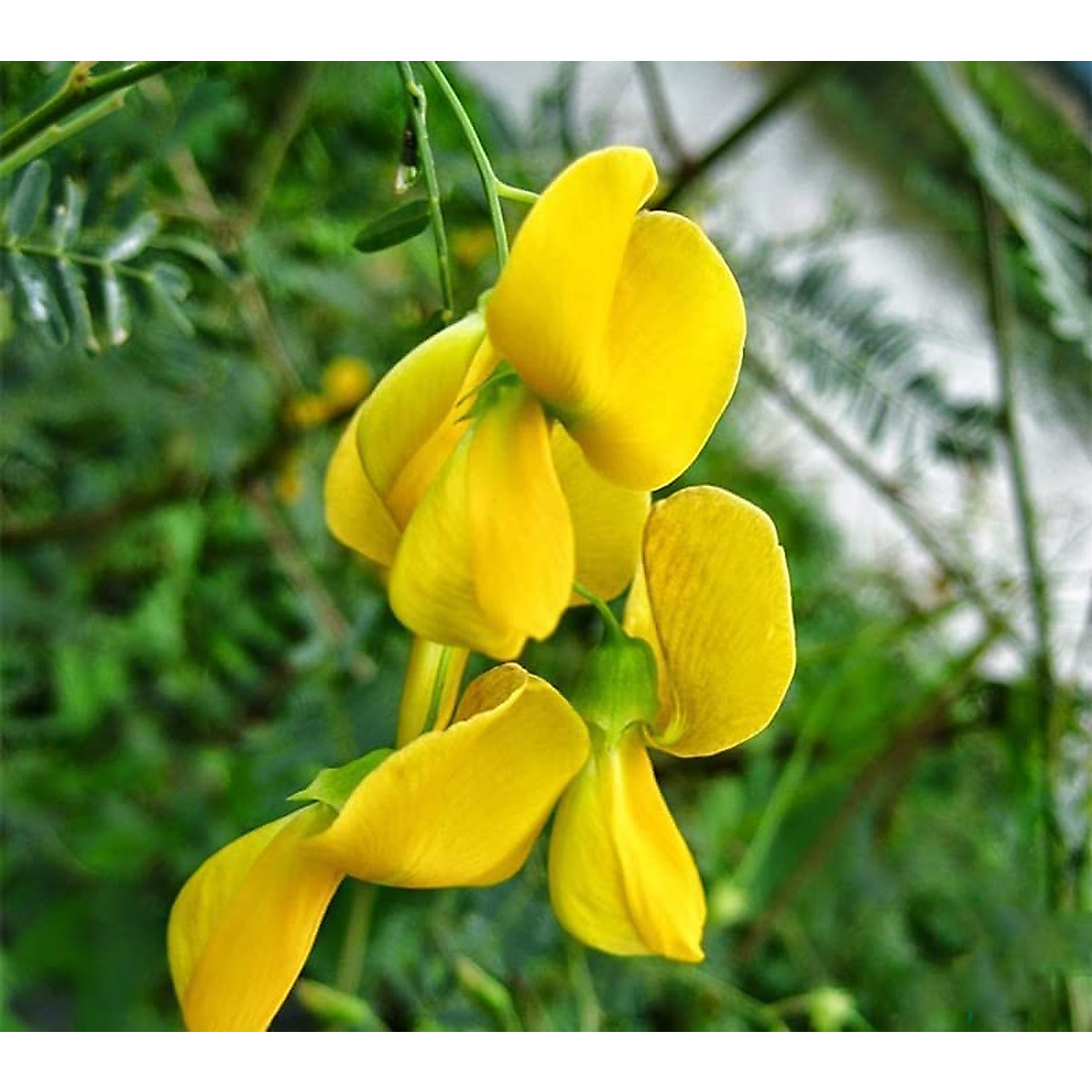 300 Sesbania Sesban Seeds - Điên điển - Fast Growing Yellow Hummingbird Tree (Egyptian Rattle pod - Egyptian Riverhemp) Vietnamese Herb and Vegetable