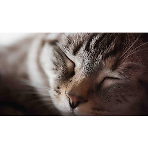 I LOVE MY PETS LLC cat Fur Health - CAT Hair and Coat Health - Healthy Skin - Premium Quality Treats - cat Vitamin b12-3 Bottles (180 Tablets)