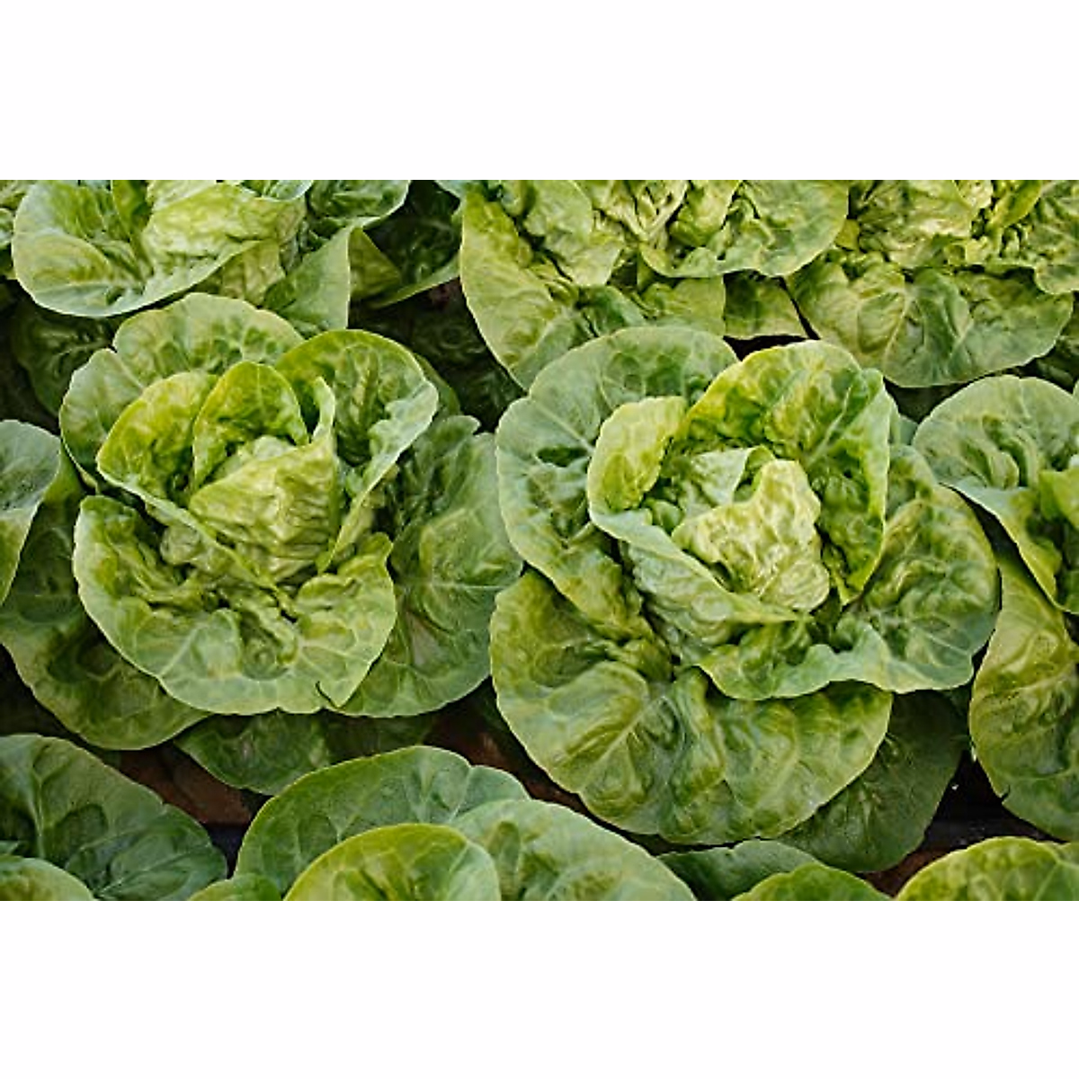 "Little Gem" Butterhead Lettuce Seeds for Planting, 1000+ Heirloom Seeds Per Packet, (Isla's Garden Seeds), Non GMO Seeds, Scientific Name: Lactuca Sativa, Great Home Garden Gift