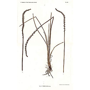 Triglochin maritimum