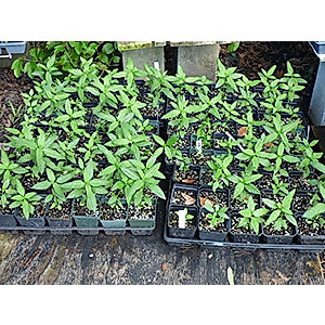 Bloodflower Milkweed Seeds Monarch Butterfly Weed Blood Flower #212 (80+ Seeds, or 1/2 Gram)