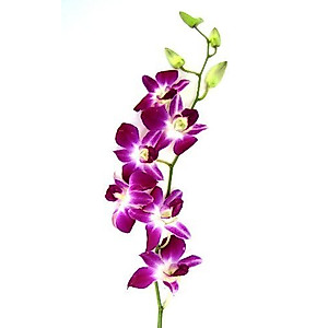 Premium Cut Purple Orchids (20 stems with Vase) (Support Small Business)