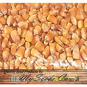 1 lb (1,600+ Seeds) Reid's Yellow Field Corn Seed (OP) Open pollinated Variety - Non-GMO Seeds by MySeeds.Co (1 lb Reid Yellow Corn)