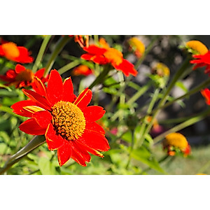 Mexican Sunflower Seeds for Planting – Plant & Grow Heirloom Mexican Sunflowers in Home Outdoor Garden – Planting Instructions for Vibrant Blooms – Great Gardening Gift, 1 Packet