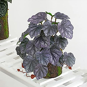 XISAOK Artificial Reptile Plants Lifelike Terrarium 3D Printed Leaves Amphibian Plant Tank Habitat Decoration for Iguana Turtle reptile plants for terrarium tropical habitat for bearded dragon snake