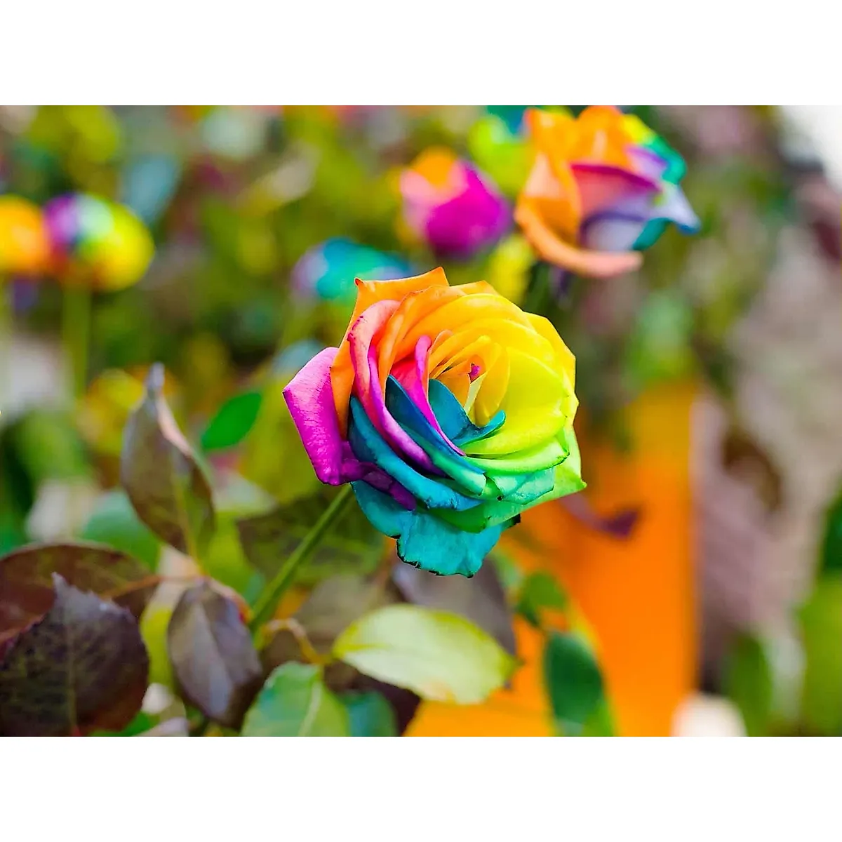 SeedCoast Rainbow Rose Seeds for Planting - Rare Rose Bushes Ready to Plant Outdoor Home Garden - Heirloom Perennial Climbing Rose Flower Bulk of 100 Seeds