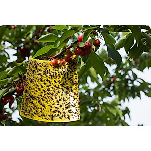 Insectifuge 30Pcs Dual-Sided Yellow Sticky Traps for Plant Gnats - Waterproof Fly Paper Outdoor Indoor for Fungus Gnat Trap, Fly Tape Outdoor for Whiteflies, Aphids, Leafminers, Fruit Fly Sticky Traps