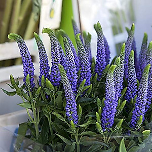 Outsidepride Veronica Spiked Speedwell Garden Flowers Attracting Bees, Butterflies & Hummingbirds - 1000 Seeds