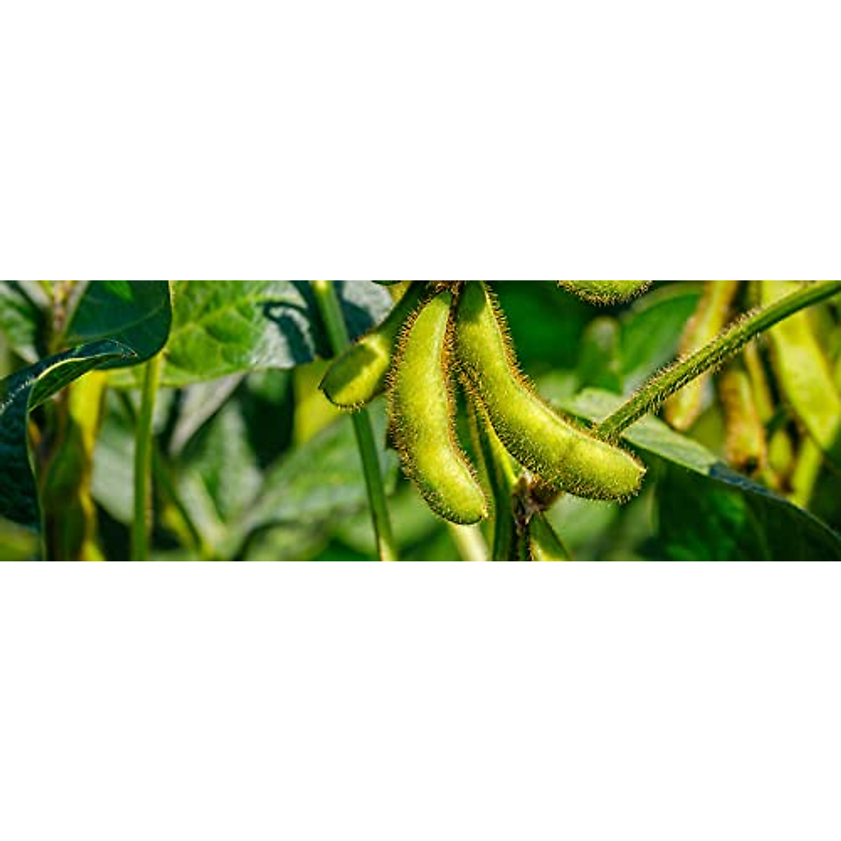 Midori Giant Edamame Seeds for Planting, 25+ Heirloom Seeds Per Packet, (Isla's Garden Seeds), Non GMO Seeds, Botanical Name: Glycine max, Great Home Garden Gift