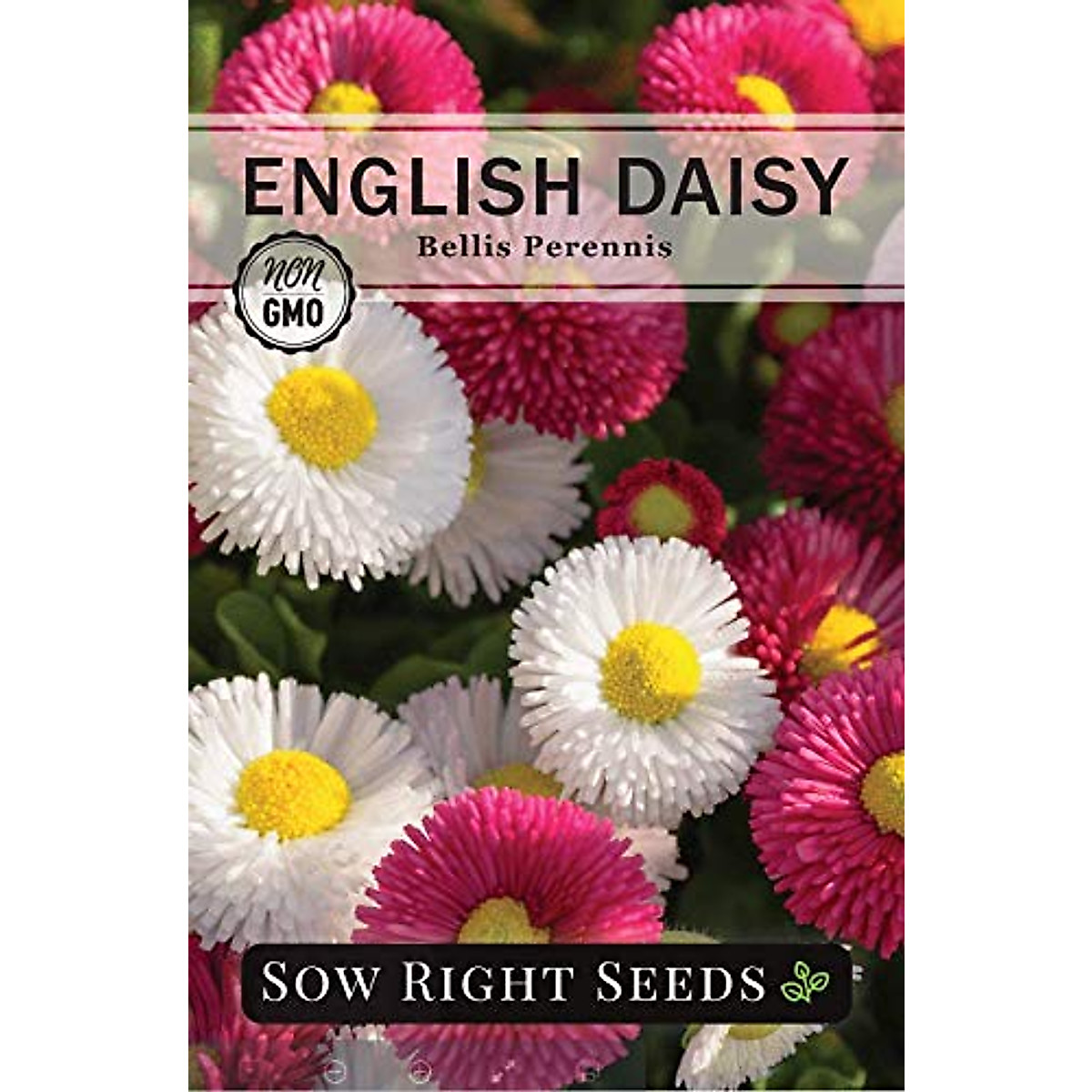 Sow Right Seeds - Daisy Flower Seed Collection for Planting - Attract Pollinators - Beautiful Annual and Perennial Flowers to Plant in Your Home Garden - Non-GMO Heirloom Seeds - Great Gardening Gift