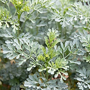 Earthcare Seeds Rue 150 Seeds (Ruta Graveolens) Heirloom - Non GMO - Open Pollinated