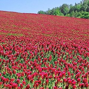 Crimson Clover Seeds - 1 lb ~46,400 Seeds - Legume Clover Seeds for Cover Crops, Wildlife Forage, Pasture, Hay, Pollinator Attractant, Green Manure, & More - Clover Seeds for Planting