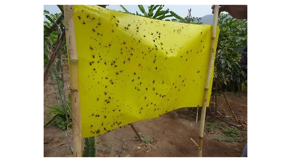 Giant Blue Sticky Traps | Effective Insect Control for Garden & Indoor