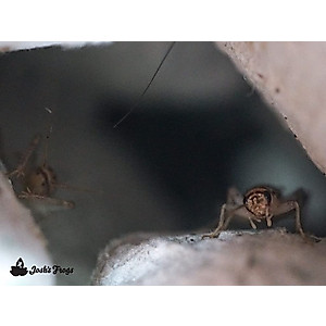 Josh's Frogs 1/2" Banded Crickets (1000 Count)