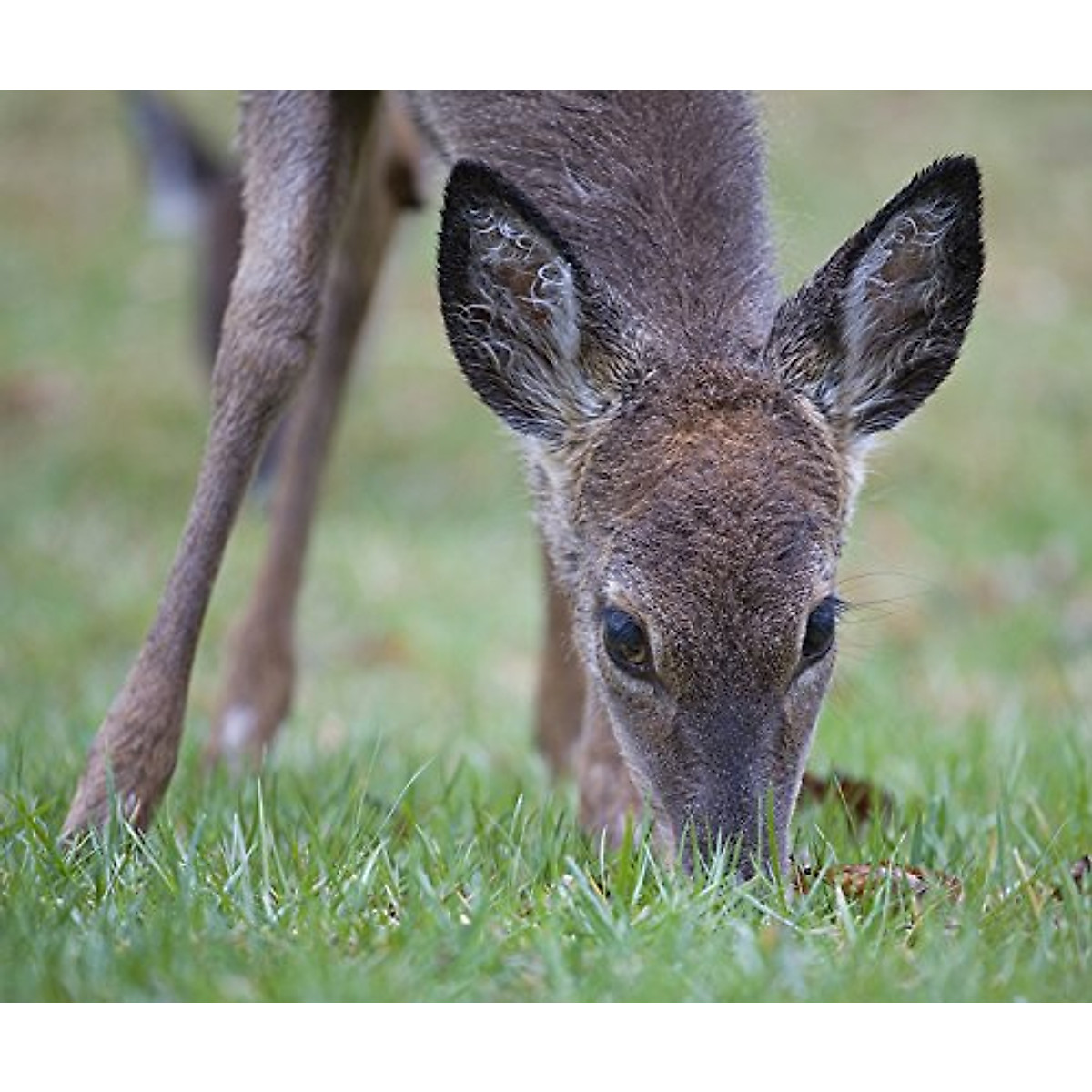 Bird-X Deer Gard Ultrasonic Motion-Activated, Covers 4,000 sq. ft.